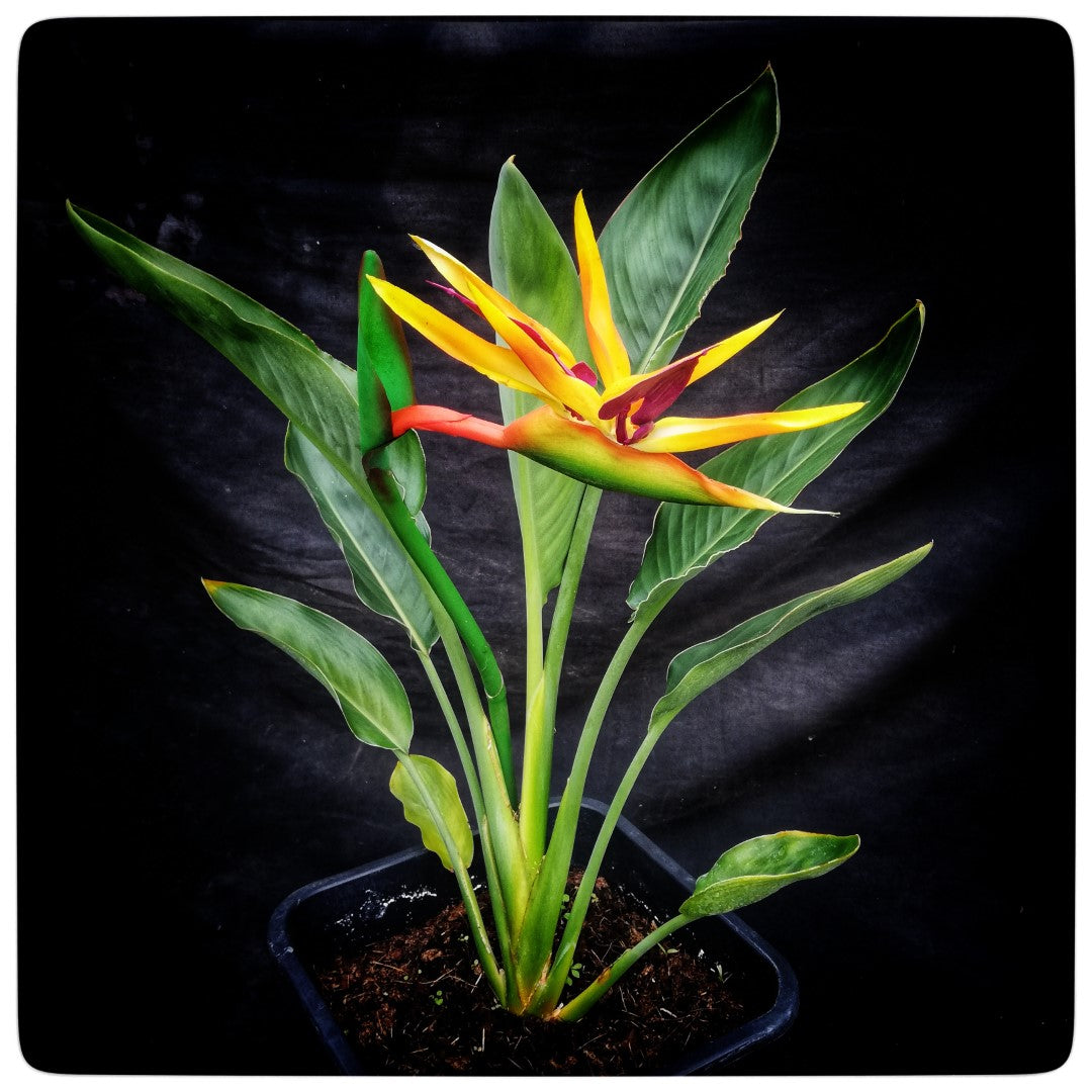 Strelitzia – Tropical Centre
