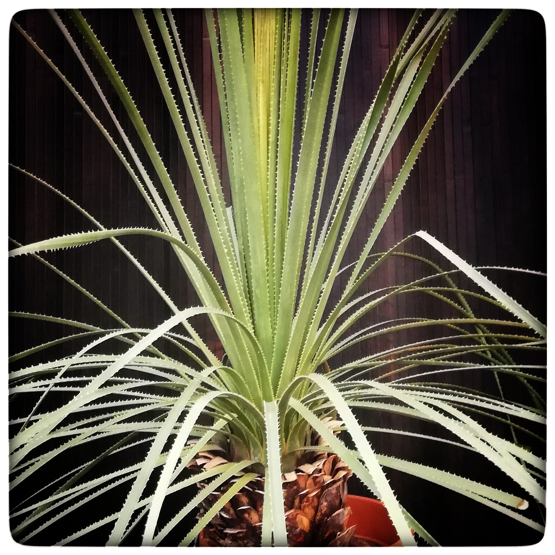 Dasylirion – Tropical Centre