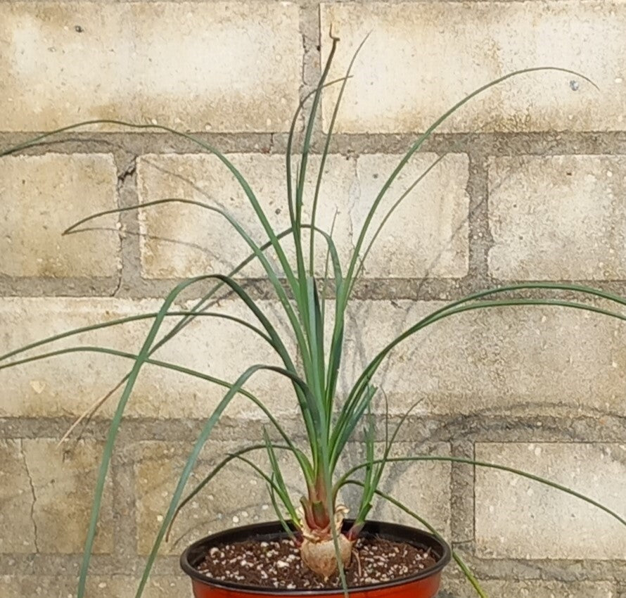 Calibanus hookeri – Tropical Centre