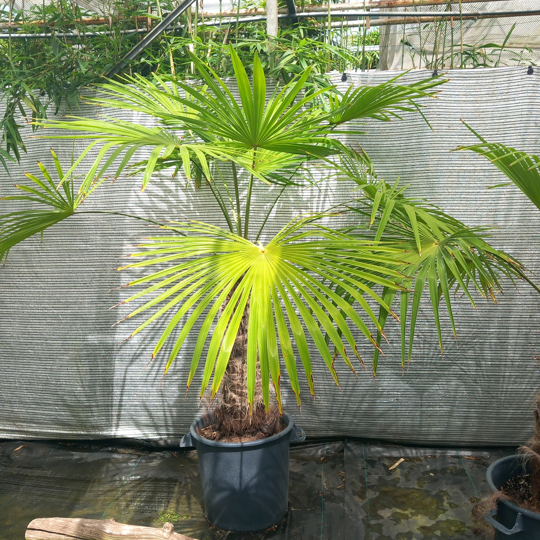 Tropische- en woestijnplanten, de meesten winterhard – Tropical Centre