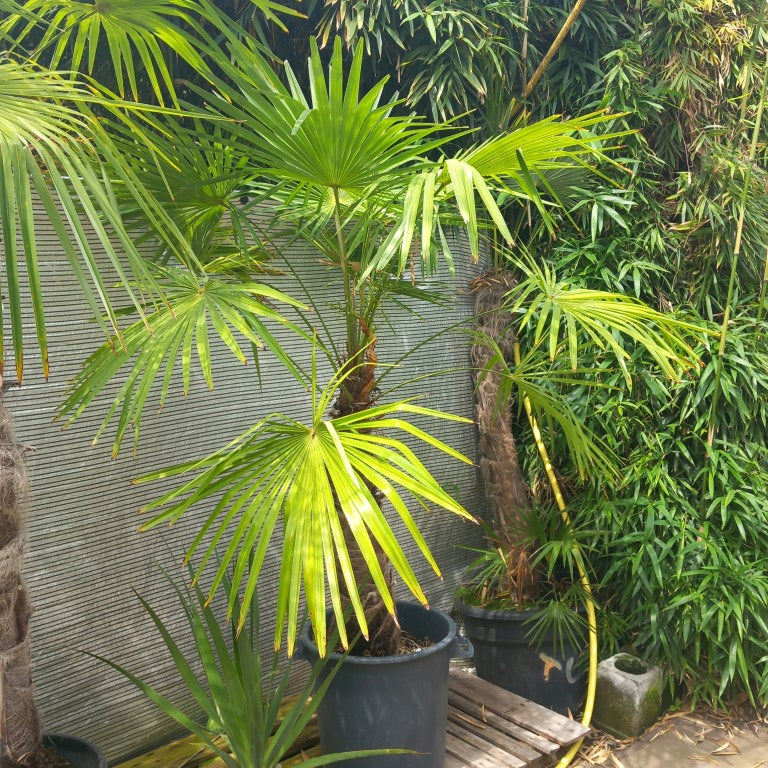 Trachycarpus winsan, trunk/stem 85 cm (No. 5) – Tropical Centre