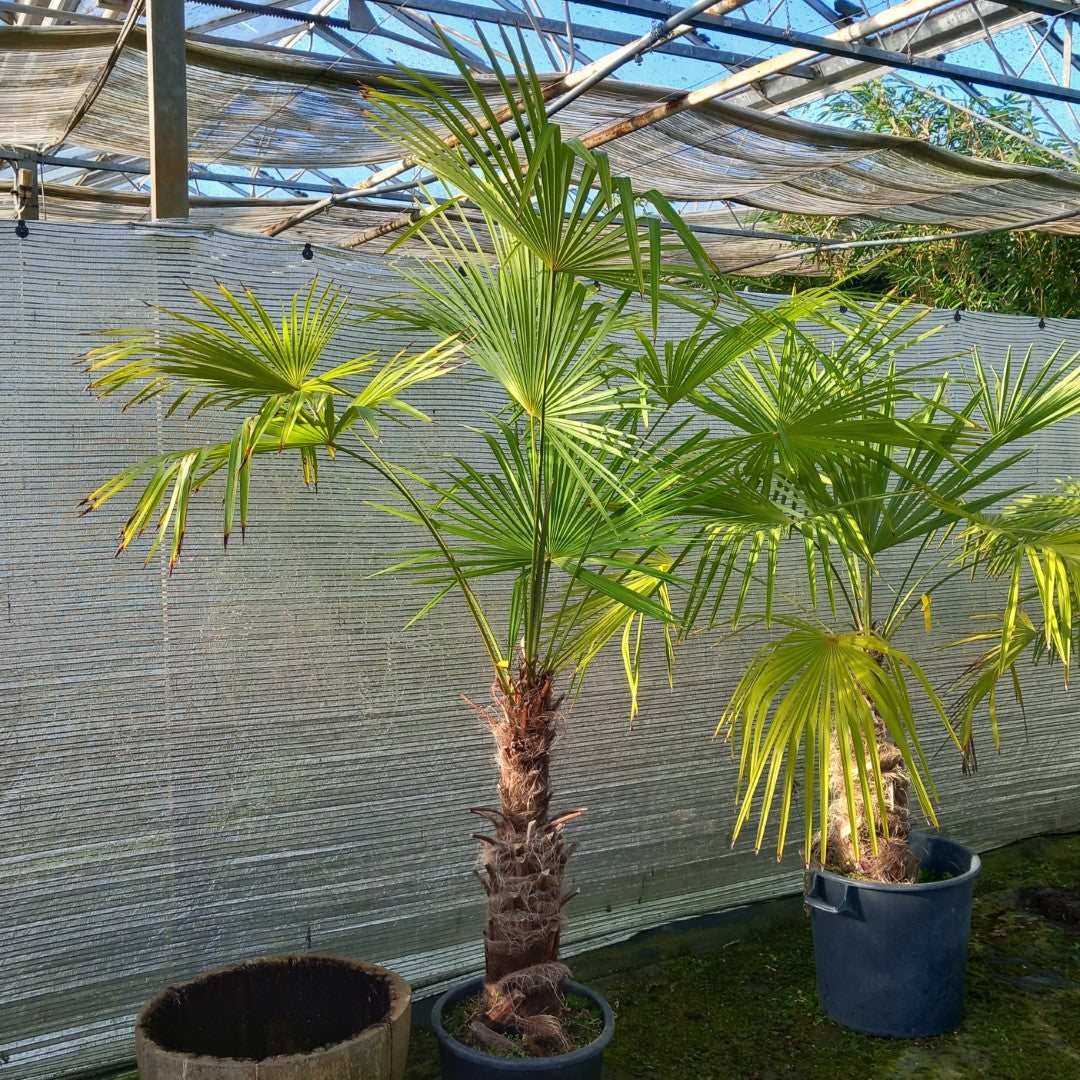 Trachycarpus winsan, trunk/stem 70 cm (No. 3) – Tropical Centre
